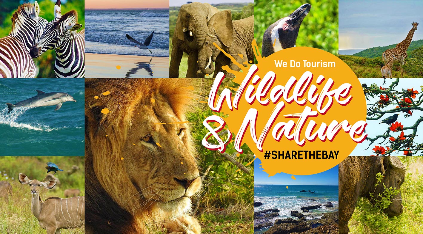 Despatch - Nelson Mandela Bay (Port Elizabeth)