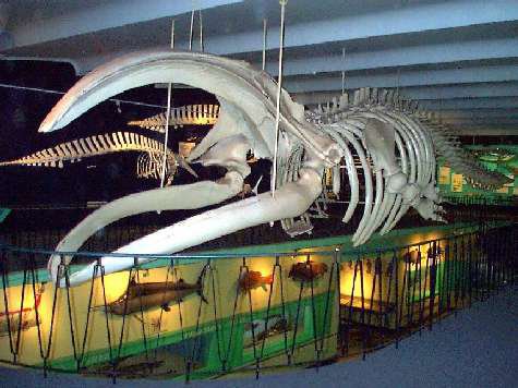 Special Offer at Bayworld: Bayworld - Nelson Mandela Bay (Port Elizabeth)