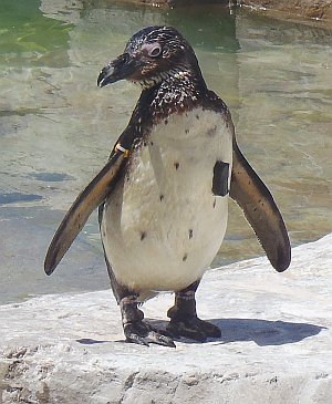 Event: SAMREC Penguin release with acoustic tags - Nelson Mandela Bay ...