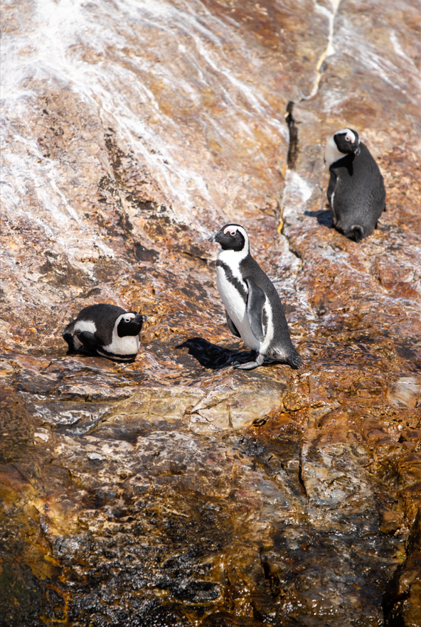 News Article - World Penguin Day - 25 April 2024 - Nelson Mandela Bay ...