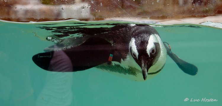 SANCCOB Gqeberha - Nelson Mandela Bay (Port Elizabeth)