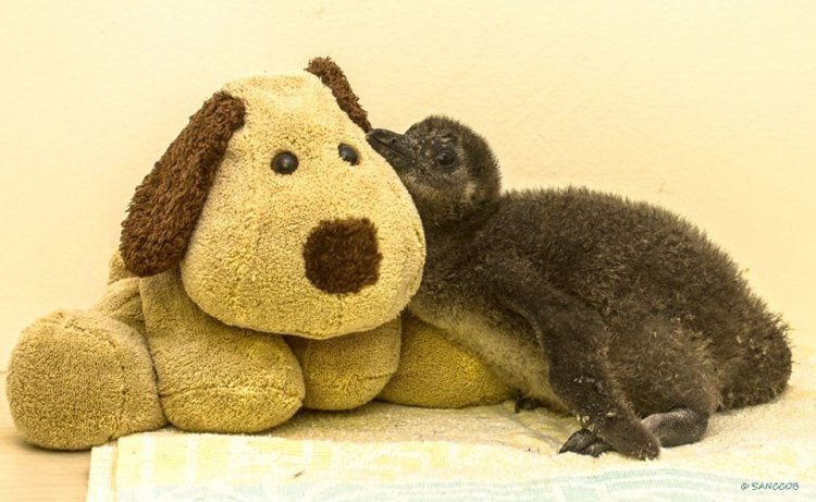 SANCCOB Gqeberha - Nelson Mandela Bay (Port Elizabeth)